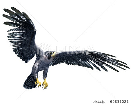 Peregrine Falcon 3d illustration isolated on...のイラスト素材 [69851021] - PIXTA