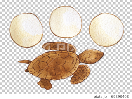 Loggerhead turtle - Stock Illustration [69890408] - PIXTA