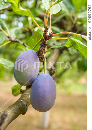 Close up of the plum tree branch with ripe...の写真素材 [69899766] - PIXTA