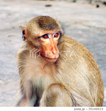 Thinking Monkey