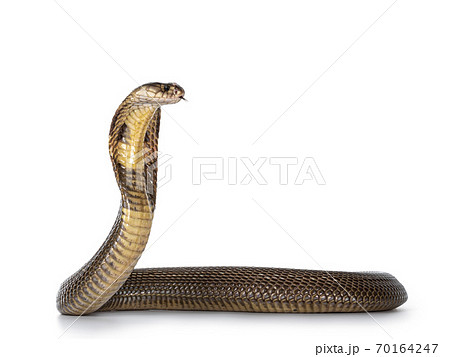Cobra Snake Side View