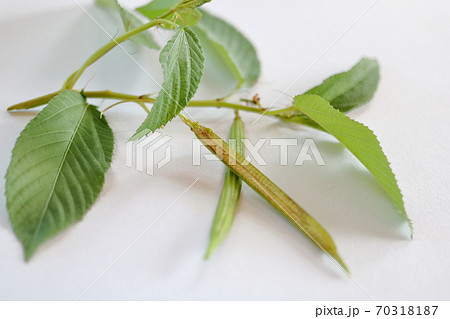 注意！危険 毒性のあるモロヘイヤのさやと種の写真素材 [70318187] - PIXTA