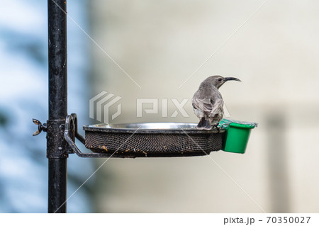 Seychelles sunbird Cinnyris dussumieri is a...の写真素材 [70350027] - PIXTA