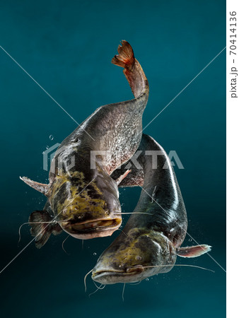 Underwater Catfish With A Cell Phone
