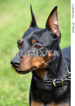 Brown And Tan Miniature Pinscher