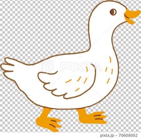 duck - Stock Illustration [70608002] - PIXTA