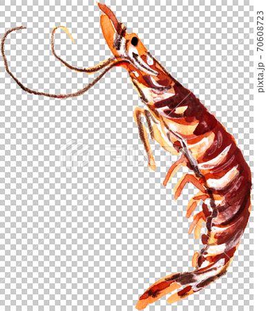 Car shrimp - Stock Illustration [70608723] - PIXTA