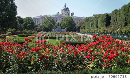 In the rose garden of the Volksgarten park, Viennaの写真素材 [70665758] - PIXTA