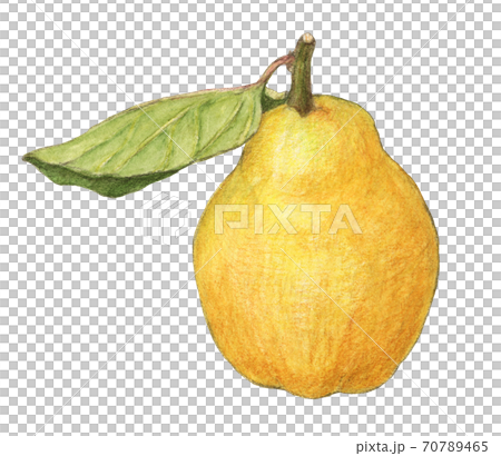 Quince with leaves, hand-painted, watercolor... - Stock Illustration ...