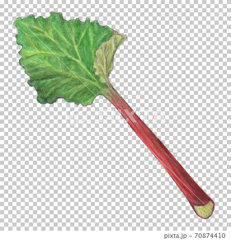 1 rhubarb hand-painted watercolor pencil drawing - Stock Illustration ...