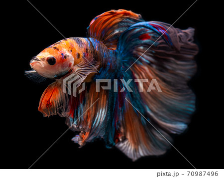 Half Moon Fighter Fish Wallpaper