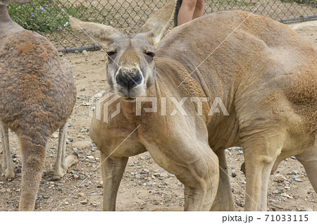 Kangaroo Leg Muscles