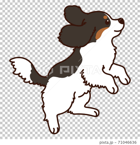 Illustration of jumping tri-color Cavalier King... - Stock Illustration ...