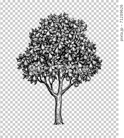 Ink sketch of pear tree. - Stock Illustration [71289626] - PIXTA