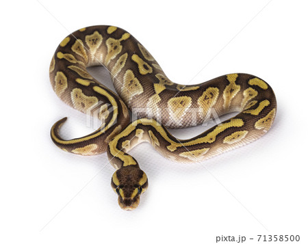Lesser Pastel Ball Python