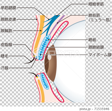Eyelid structure hordeolum cross section - Stock Illustration [71535946 ...