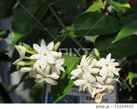 National Flower Of Saudi Arabia | Best Flower Site