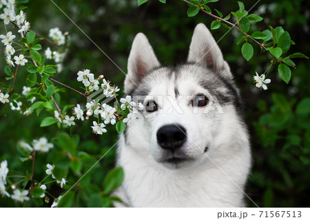 Siberian husky dog with spring flowers A...の写真素材 [71567513] - PIXTA