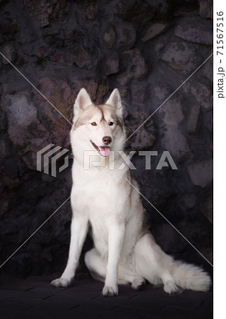Fawn Siberian Husky