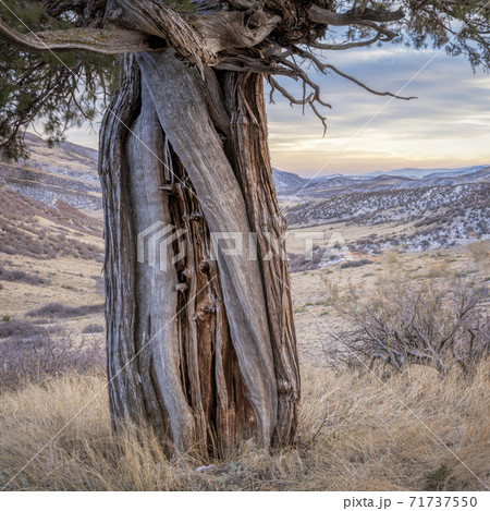 old juniper tree at Colorado foothillsの写真素材 [71737550] - PIXTA