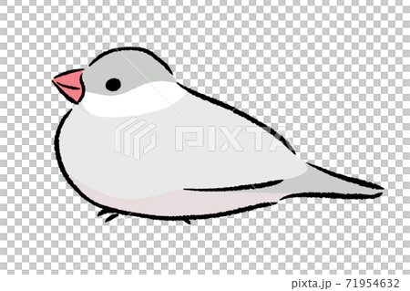 Java sparrow standing a little silver - Stock Illustration [71954632 ...
