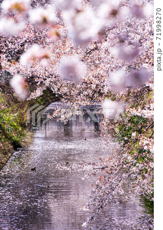 Duck Stock Spring Rain