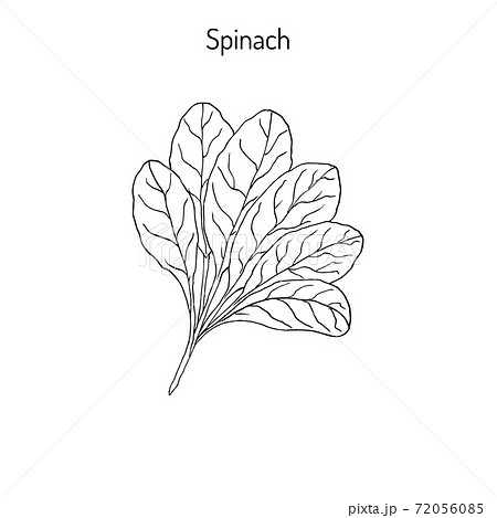 Spinach Line Drawing
