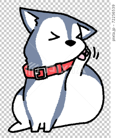 Itchy Siberian Husky - Stock Illustration [72256539] - PIXTA