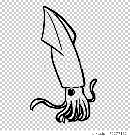 Squid line drawing - Stock Illustration [72277182] - PIXTA