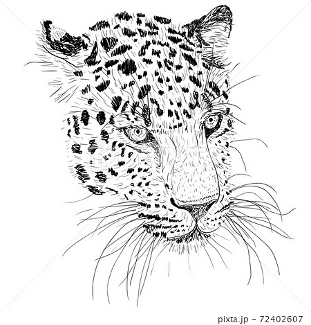 Leopard Face Line Drawing
