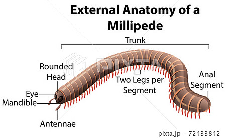 Millipede Diagram Desert Millipede Lindsay Wildlife Experience