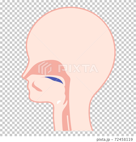 Illustration of swallowing process_oral stage - Stock Illustration ...