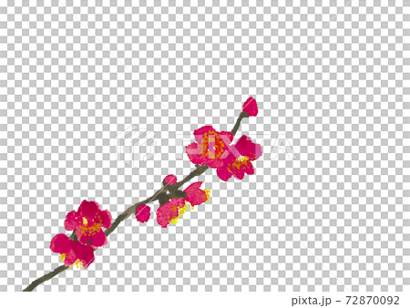 Red plum twig Ume branch Flower material New... - Stock Illustration ...