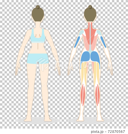 Female whole body vector illustration: back... - Stock Illustration ...