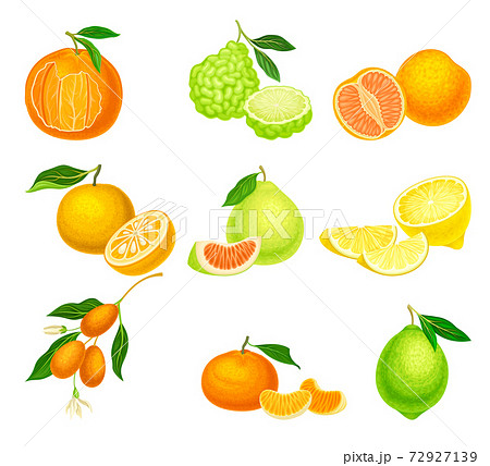 Hesperidium Fruit