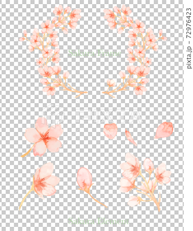 Sakura sakura cherry blossom material flower... - Stock Illustration ...