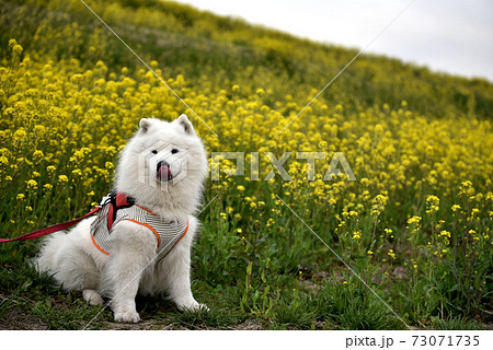 Pusuke Oldest Living Dog