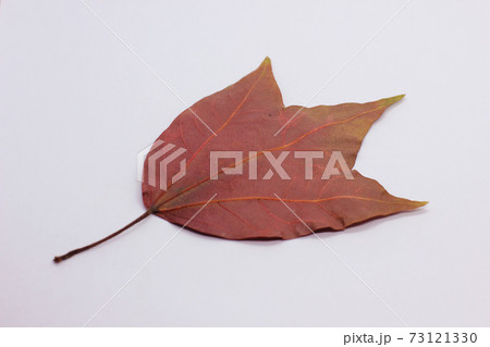 Red three-pointed maple leaf on a white...の写真素材 [73121330] - PIXTA
