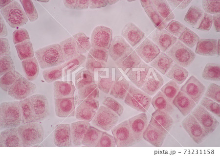 Cell Division Microscope