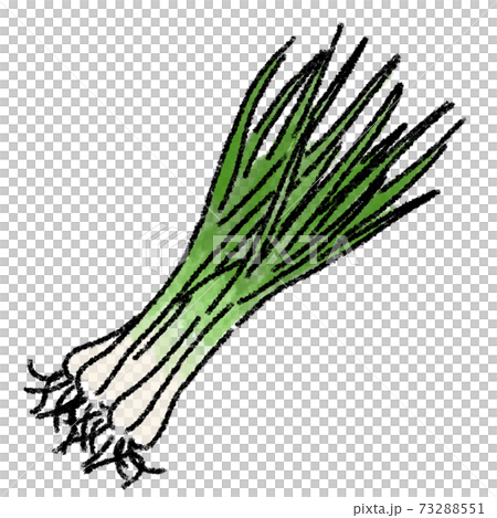 Scallions Illustration Watercolor Hand-painted - Stock Illustration ...
