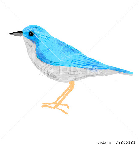Blue bird hand drawn illustrationのイラスト素材 [73305131] - PIXTA