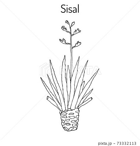 Sisal Plant