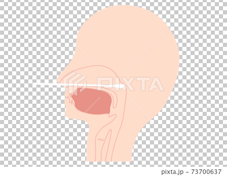 Nasopharyngeal swab solution sample collection... - Stock Illustration ...
