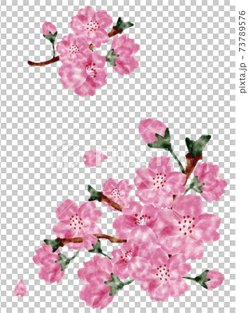 Material Sakura bundle set - Stock Illustration [73789576] - PIXTA