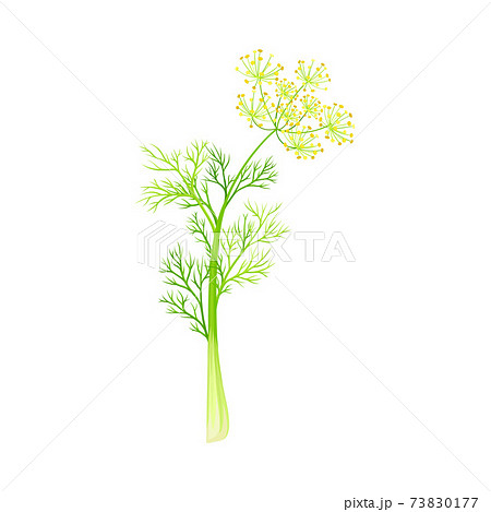 Fennel Flower Vector