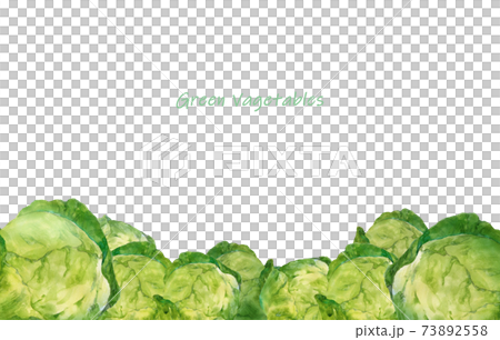 Watercolor painting of cabbage field - Stock Illustration [73892558 ...