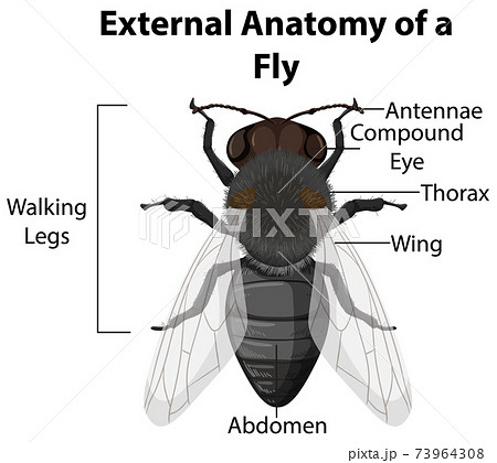 Anatomy Of A Housefly