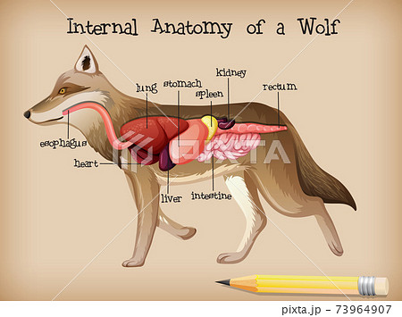 Internal Anatomy of a Wolfのイラスト素材 [73964907] - PIXTA