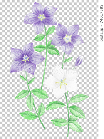 Bellflower flower colored pencil drawing - Stock Illustration [74017595 ...