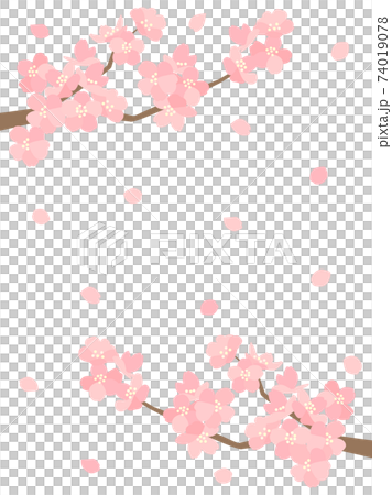 Sakura 143 Sakura Flower Card - Stock Illustration [74019078] - PIXTA
